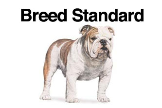 Why is the breed standard important when buying a Bulldog ...