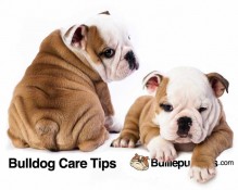 Tips for Taking Care of Your Bulldog | Bulliepupsrus.com